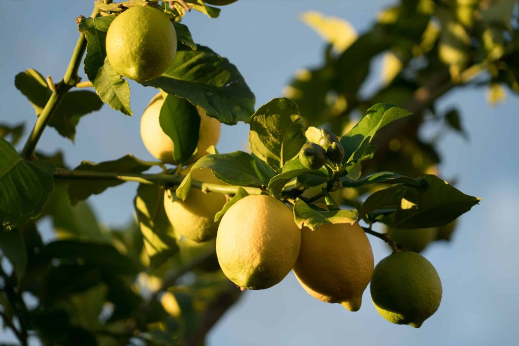 Napa County Master Gardeners: When life gives you lemons, count your ...
