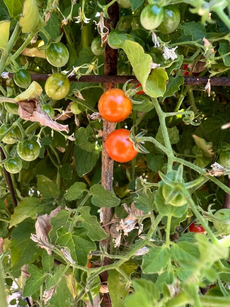 Napa County Master Gardeners: A visit to a winery garden – Calistoga ...